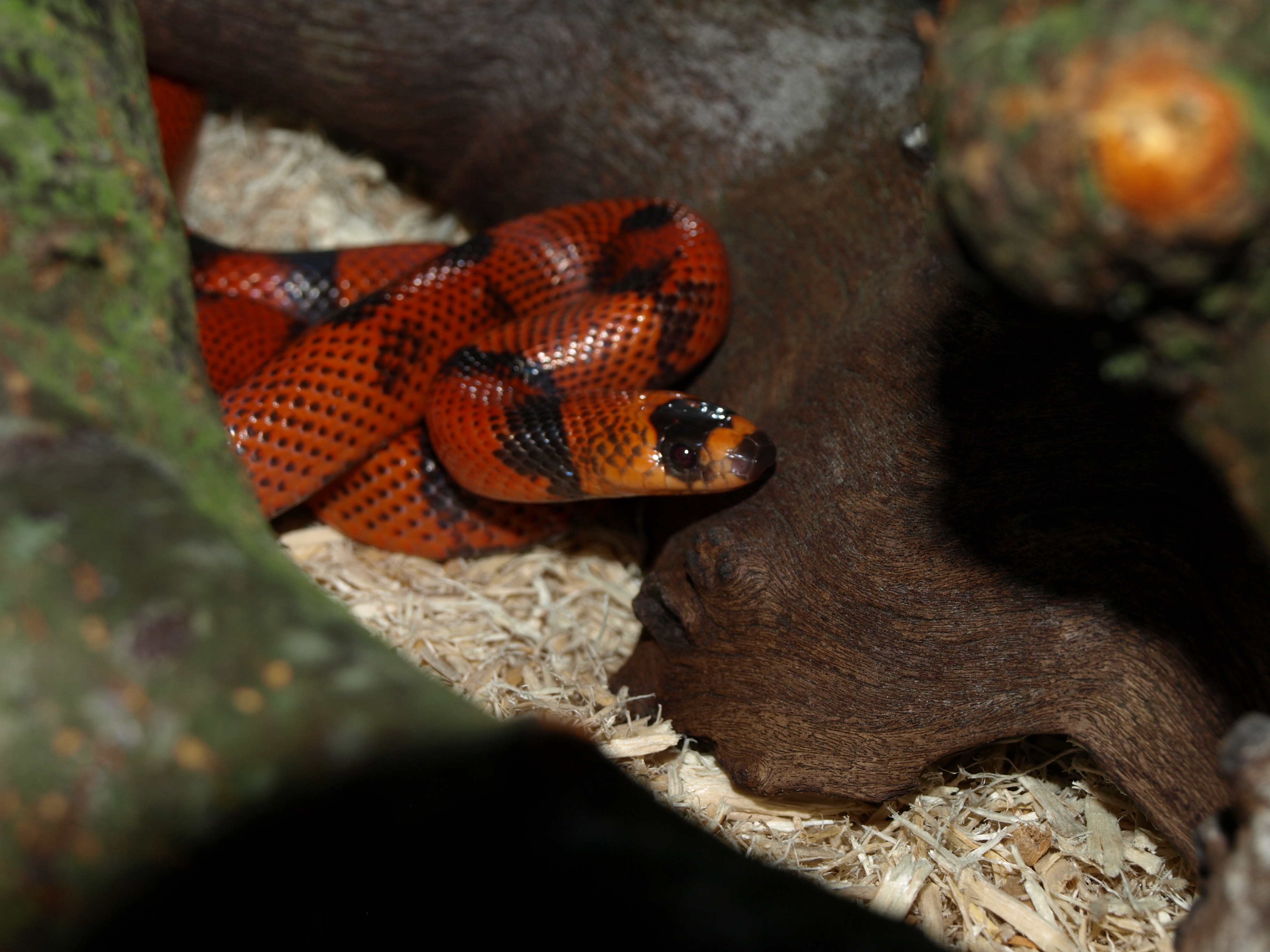 Snake | The FIAT Forum
